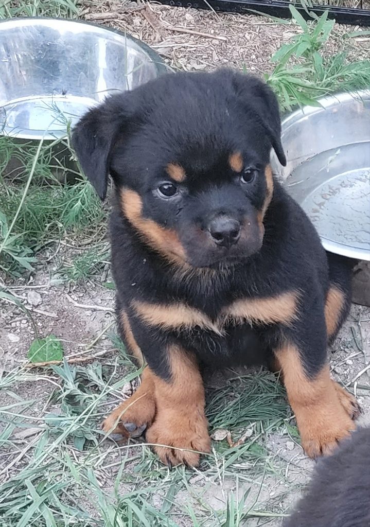 RIVERVIEW RANCH ROTTWEILERS – Rottweiler Puppies In Colorado